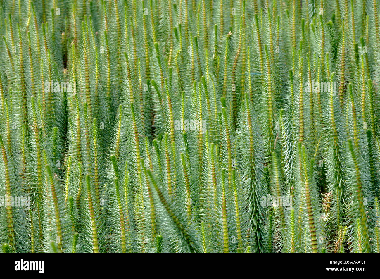 Common marestail hi-res stock photography and images - Alamy