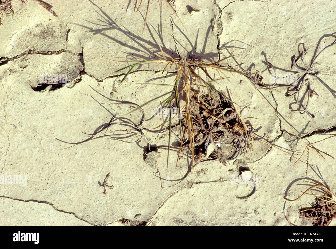 Dry dead grasses hi-res stock photography and images - Alamy