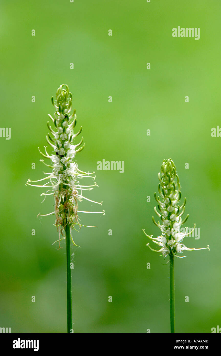 Spiked rampion hi-res stock photography and images - Alamy