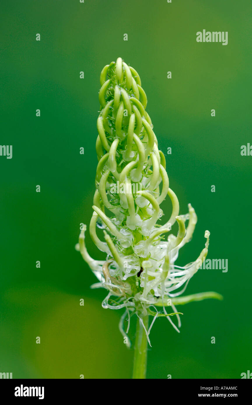 Spiked rampion phyteuma spicatum blooming hi-res stock photography and ...
