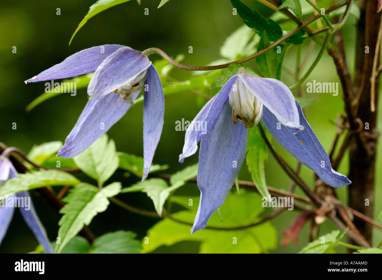 Clematis alpine hi-res stock photography and images - Alamy