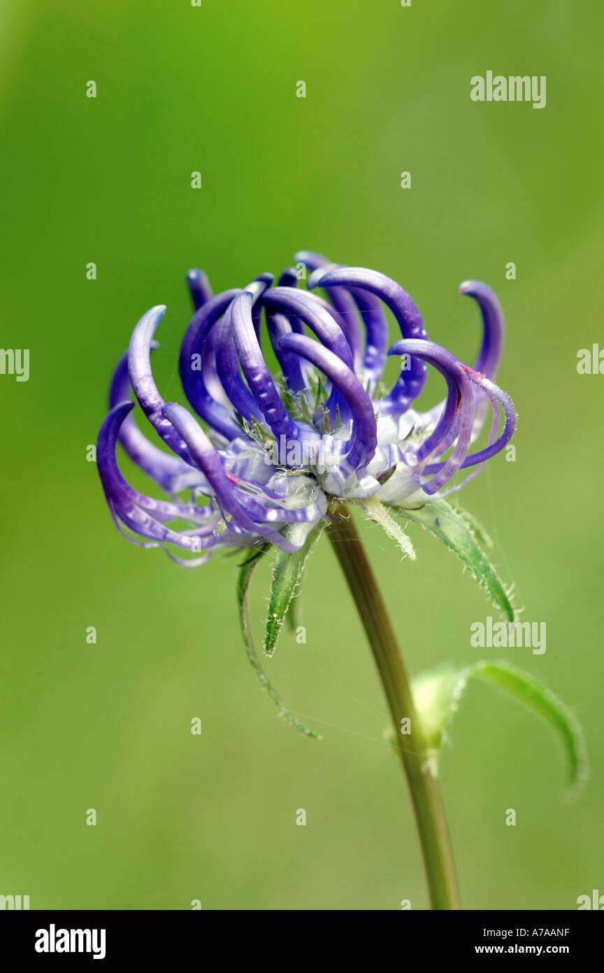 Roundheaded rampion hi-res stock photography and images - Alamy