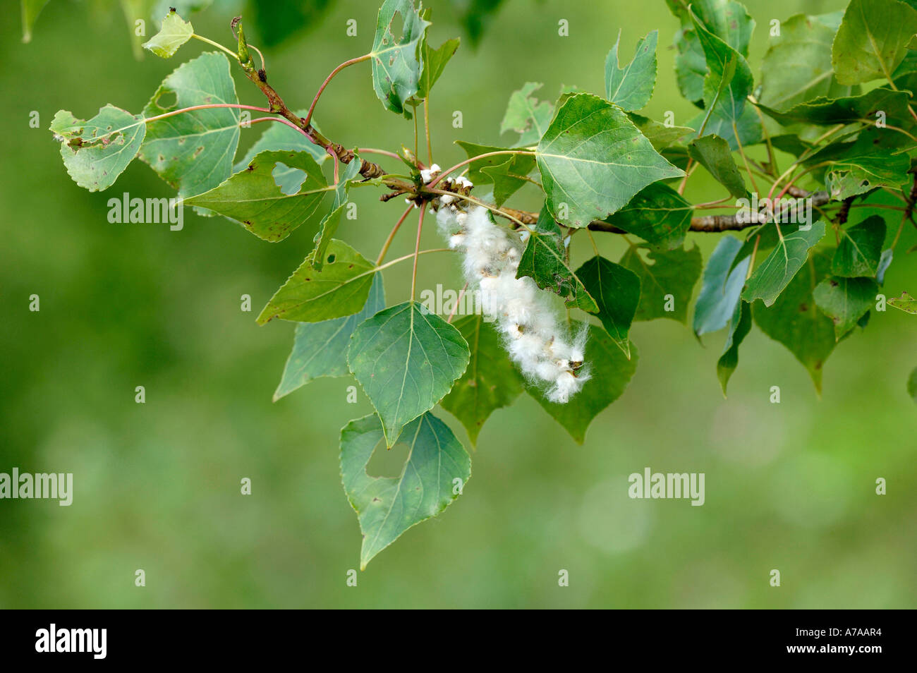 Black poplar branch hi-res stock photography and images - Alamy