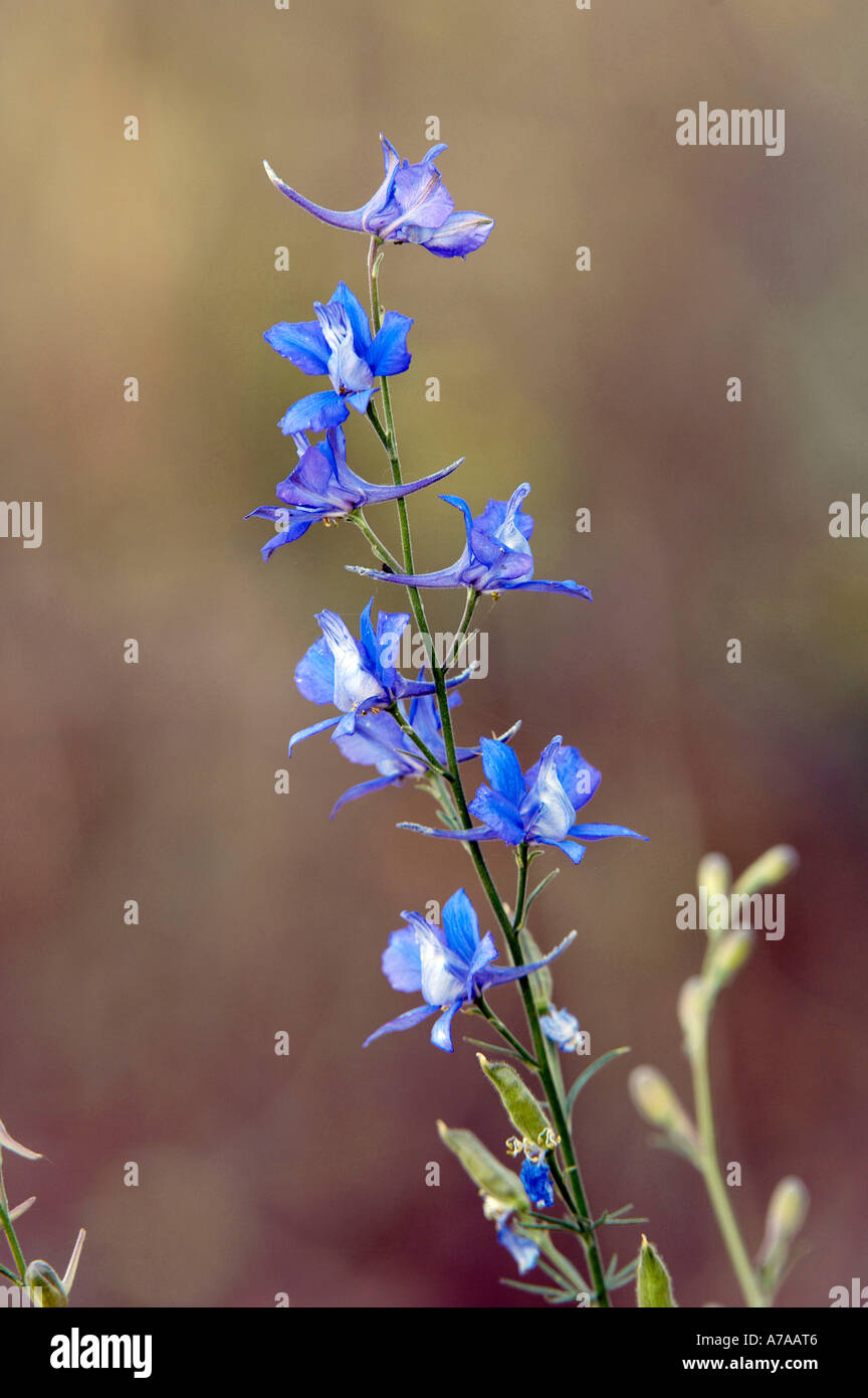 Rocket larkspur consolida ajacis hi-res stock photography and images ...