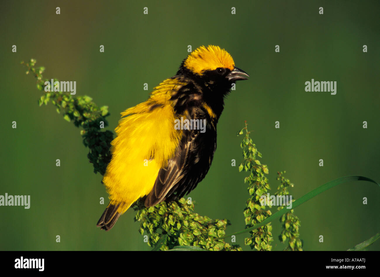 Golden bishop hi-res stock photography and images - Alamy