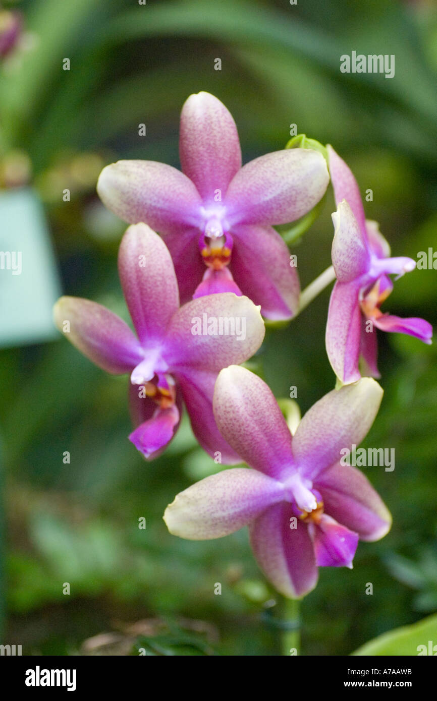 Phalaenopsis orchid Sweet memory Stock Photo - Alamy