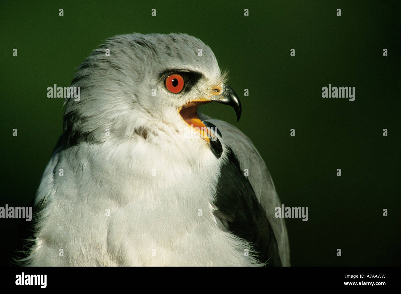 Black shouldered kite portrait while calling South Africa Stock Photo ...