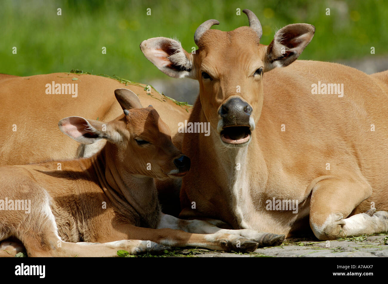 Female of banteng bos javanicus hi-res stock photography and images - Alamy
