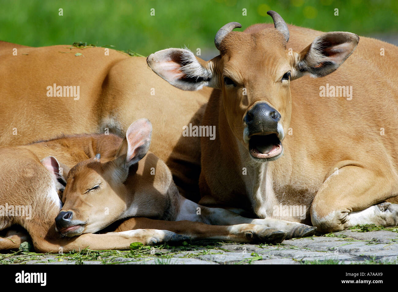 Female of banteng bos javanicus hi-res stock photography and images - Alamy