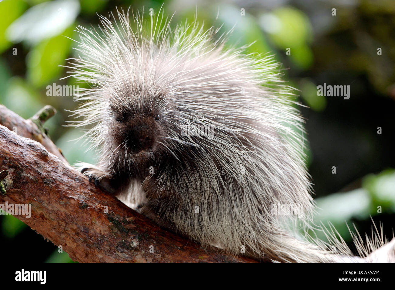 North American Porcupine Urson Stock Photo - Alamy