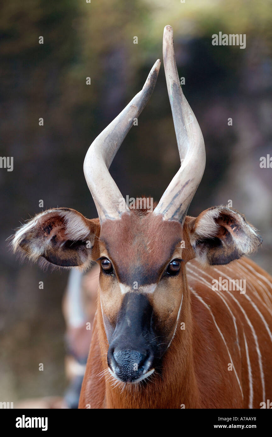 Bongo portrait hi-res stock photography and images - Alamy