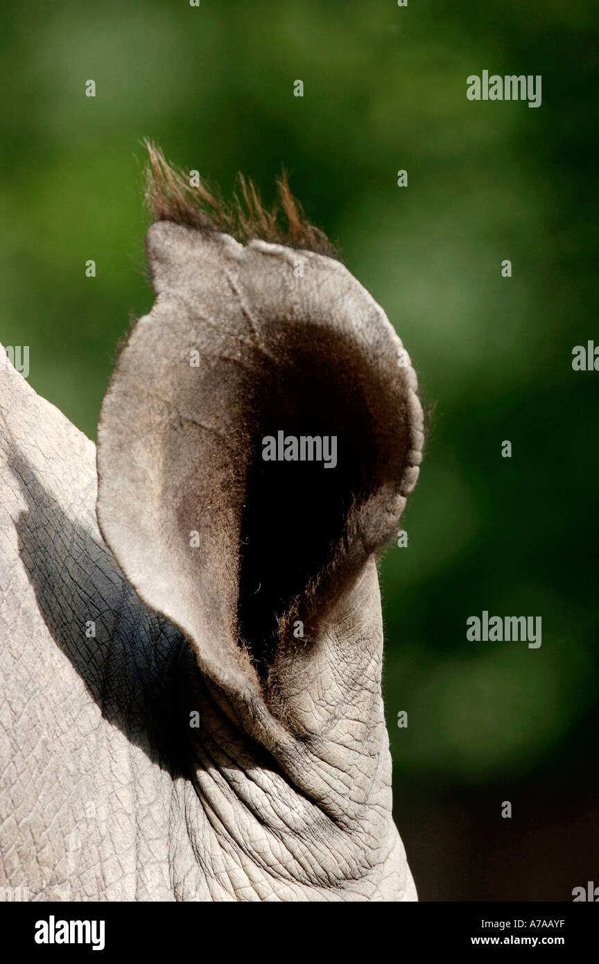 Wide ears hi-res stock photography and images - Alamy