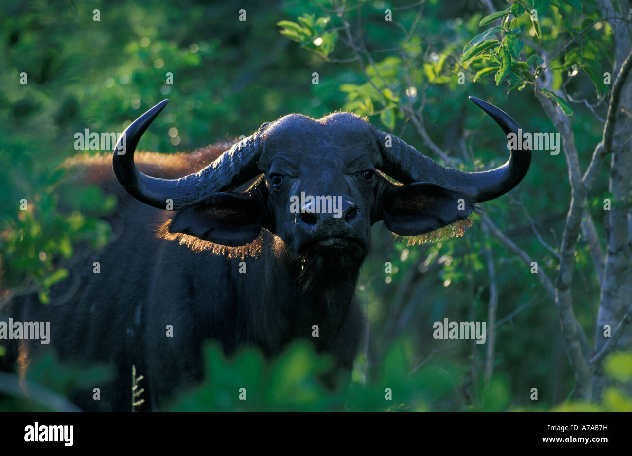 Portrait of Cape buffalo cow in dense bush Buffelshoek Sabi Sand ...
