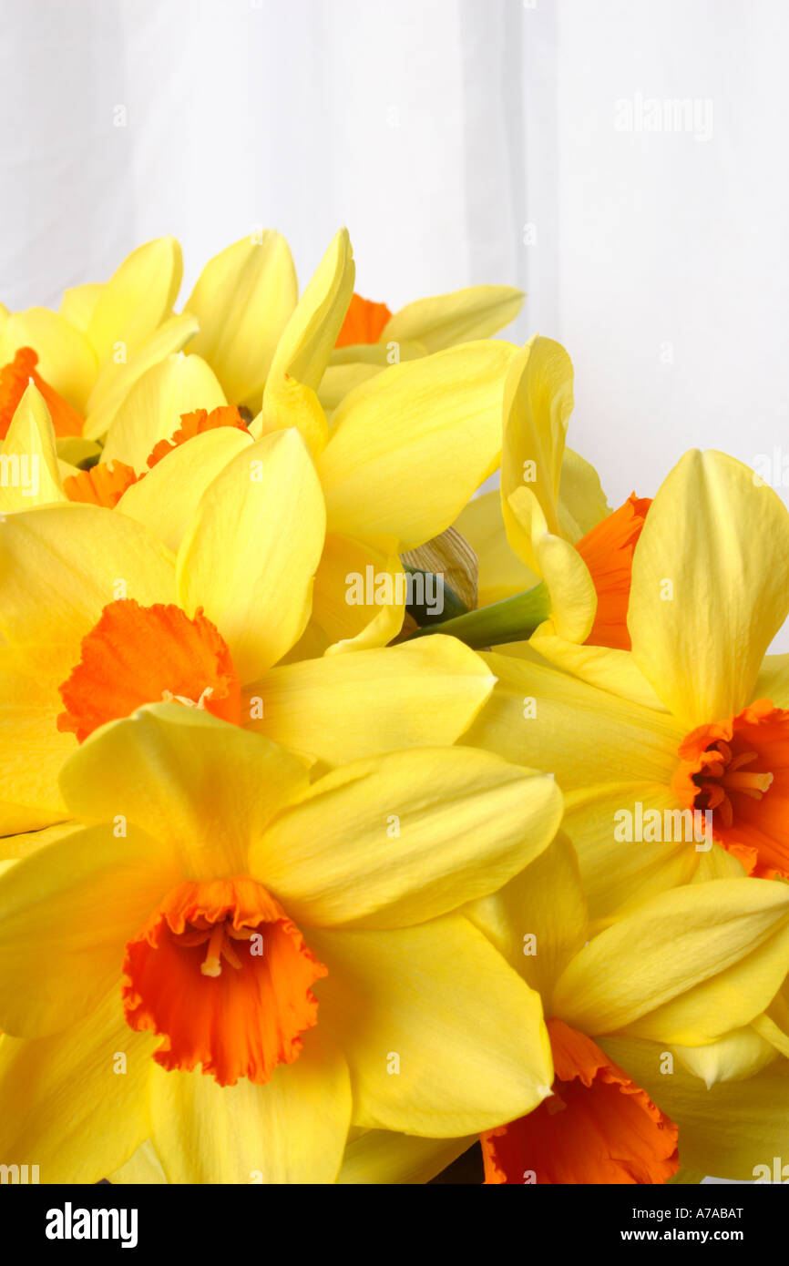 Daffodils up close hi-res stock photography and images - Alamy