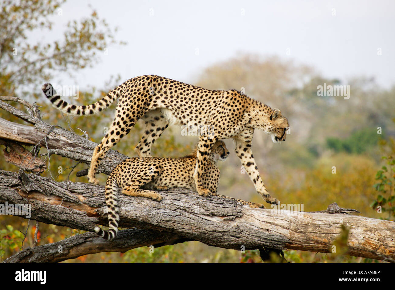 Two cheetah one walking over another lying down on the trunk of a ...