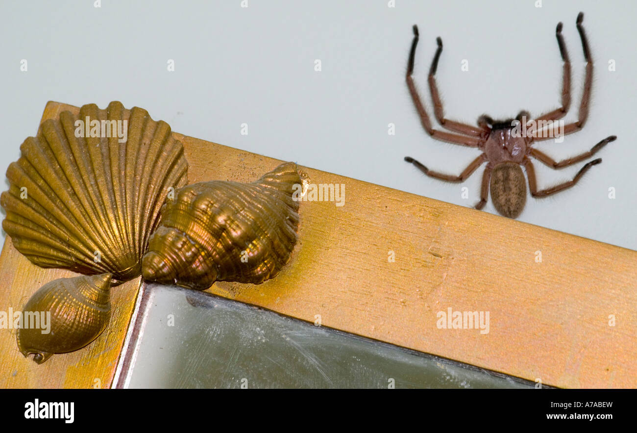 A Huntsman spider crawling out from behind a bathroom mirror Stock ...