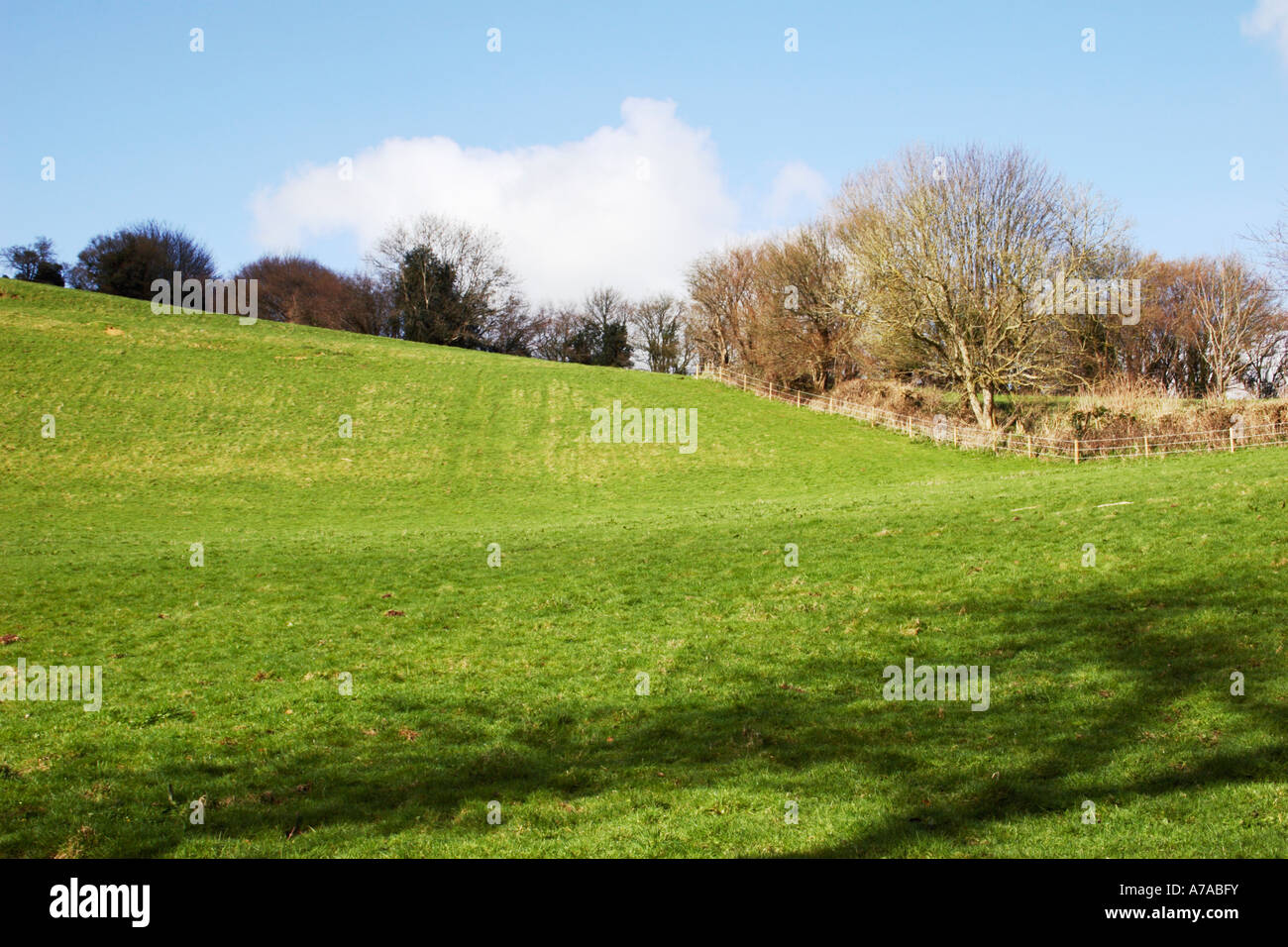 Meadow grass hi-res stock photography and images - Alamy