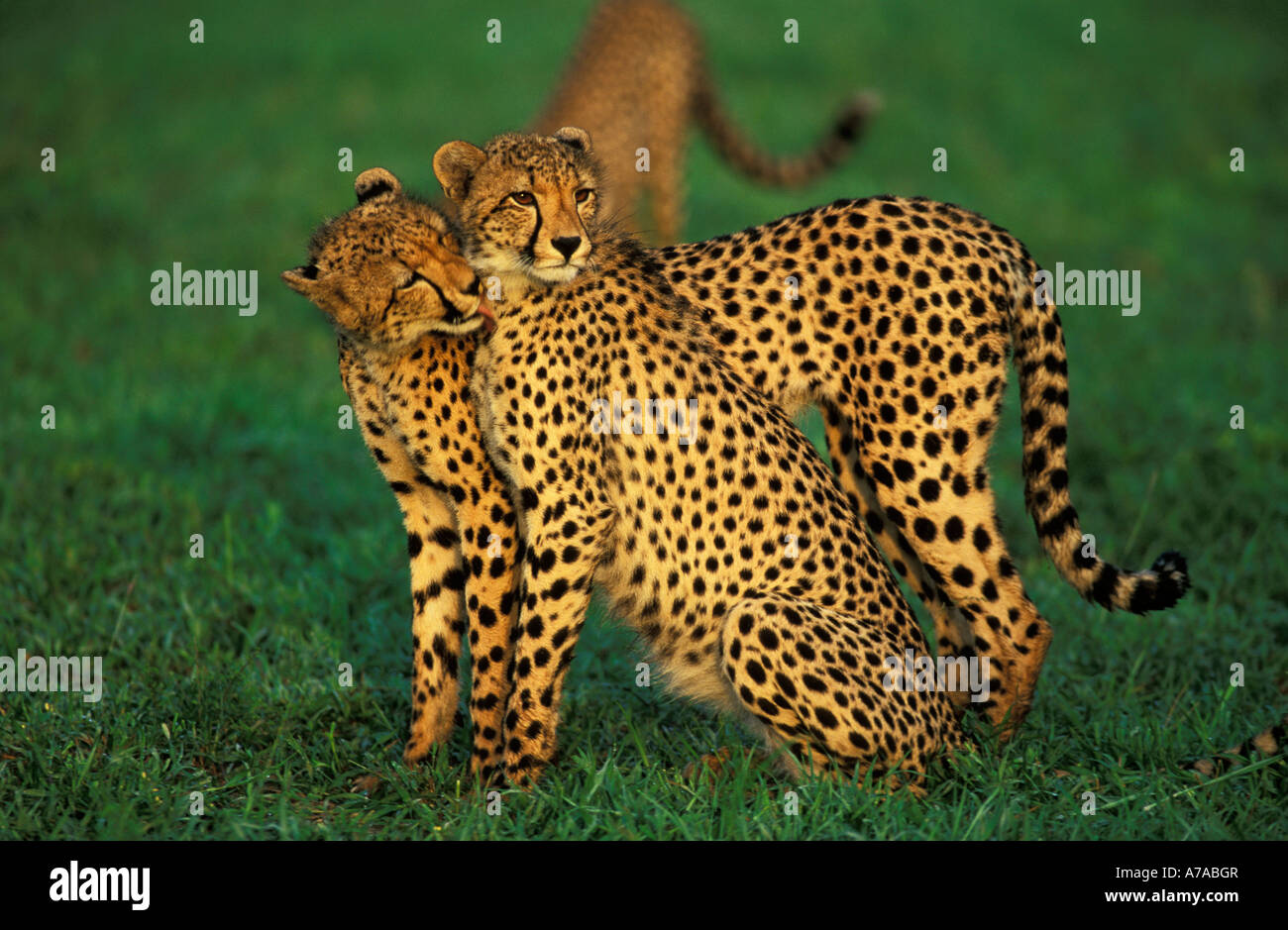 Cheetah pair grooming while in a lush green grassland Okavango delta ...