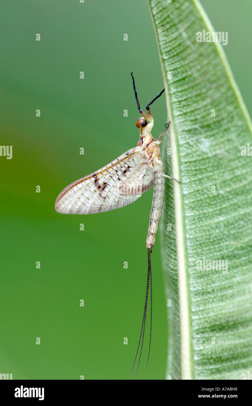 Mayfly insect hi-res stock photography and images - Alamy