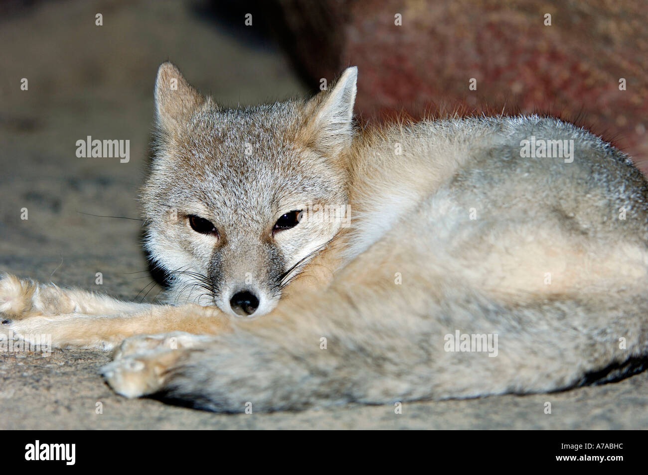 Swift foxes hi-res stock photography and images - Alamy