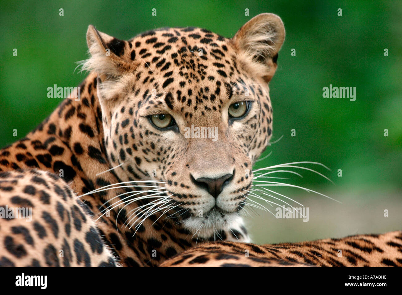 Single female leopard panthera hi-res stock photography and images - Alamy