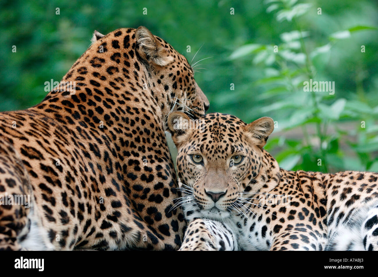 Sri Lankan Leopard Stock Photo - Alamy