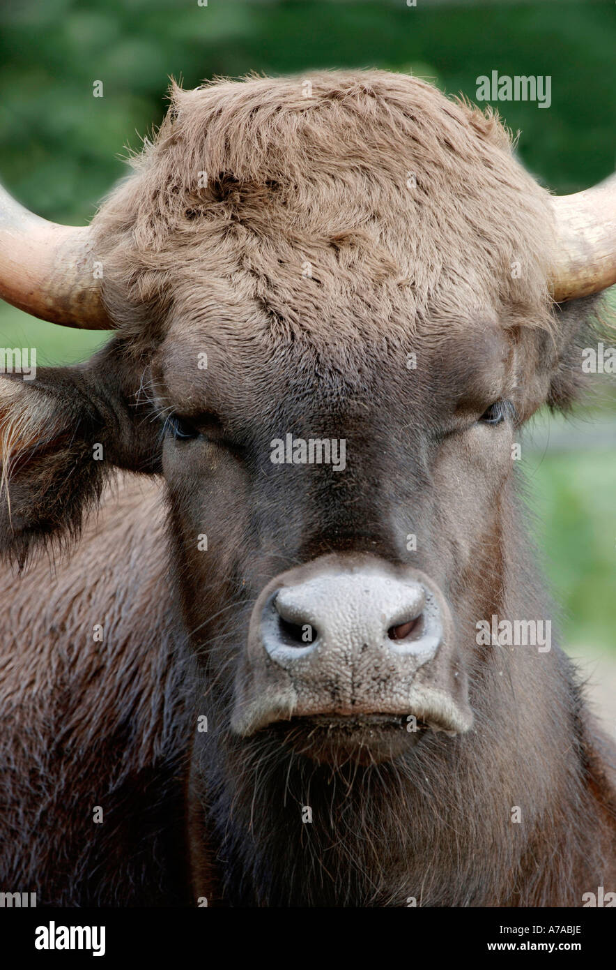 Seladang hi-res stock photography and images - Alamy