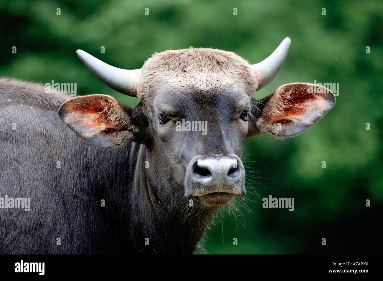 Seladang hi-res stock photography and images - Alamy