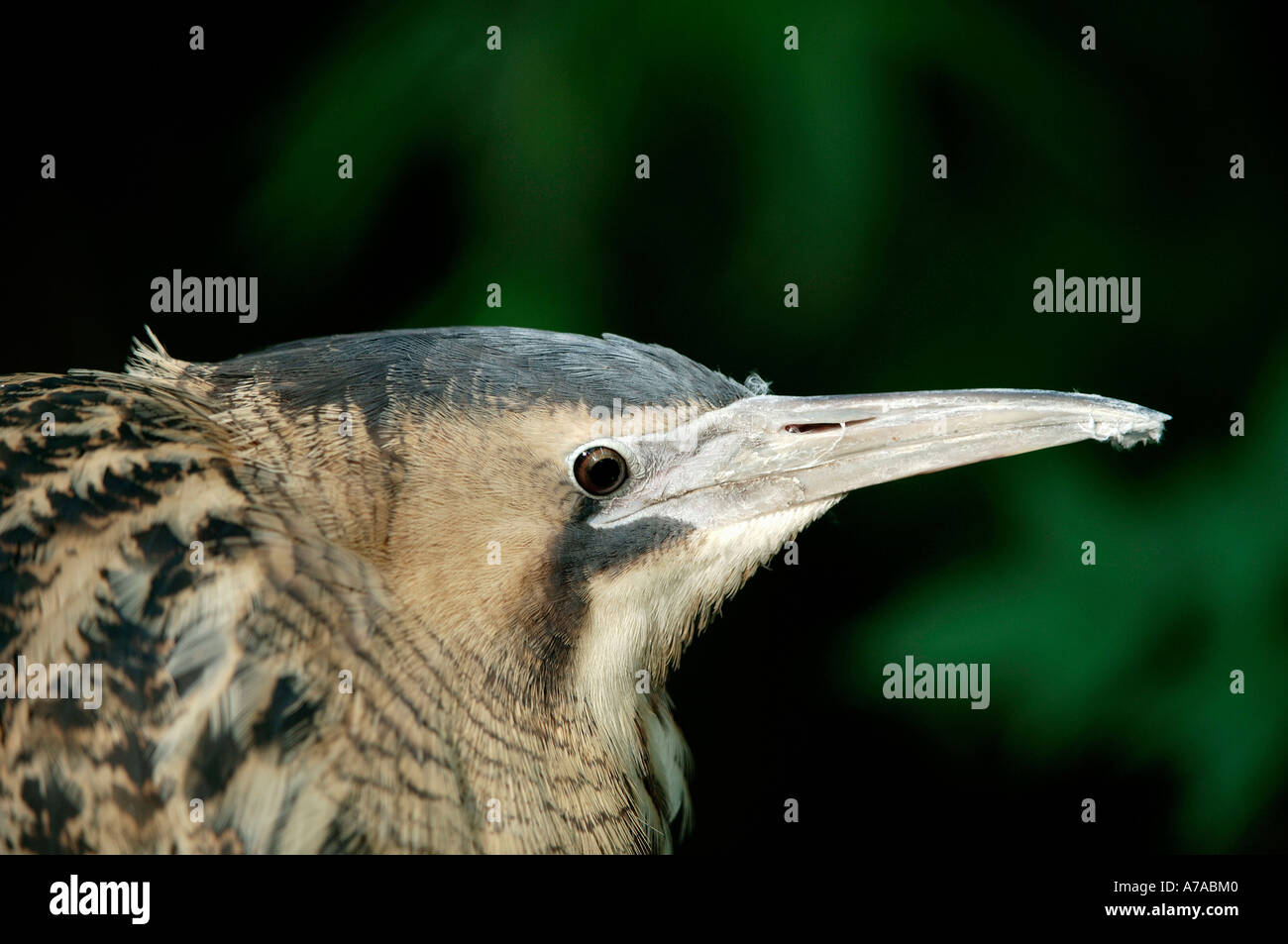 Great Bittern Eurasian Bittern Stock Photo - Alamy