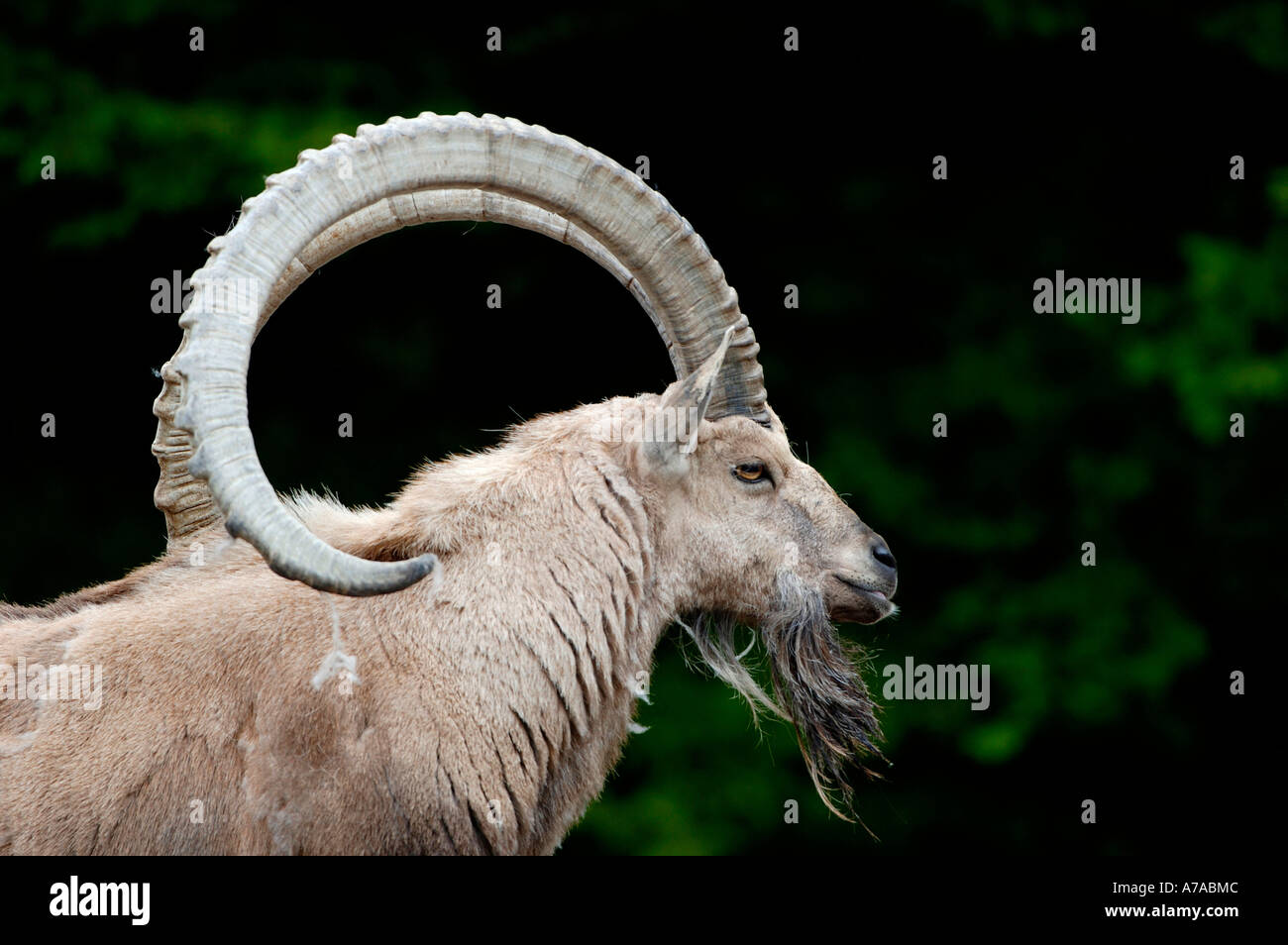 Nubian ibex goats hi-res stock photography and images - Alamy