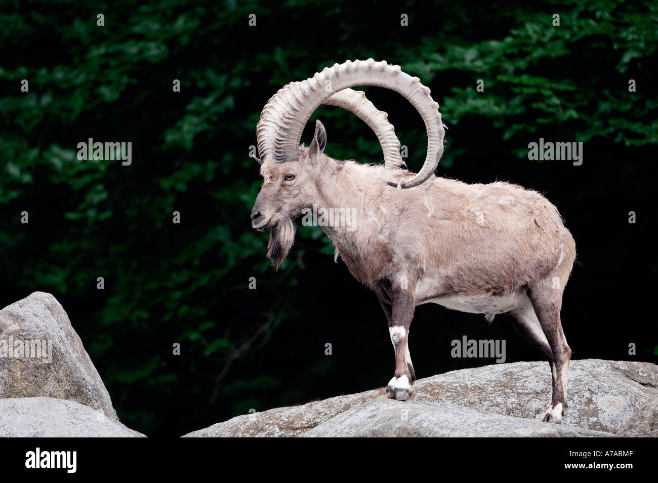 Nubian ibex goats hi-res stock photography and images - Alamy