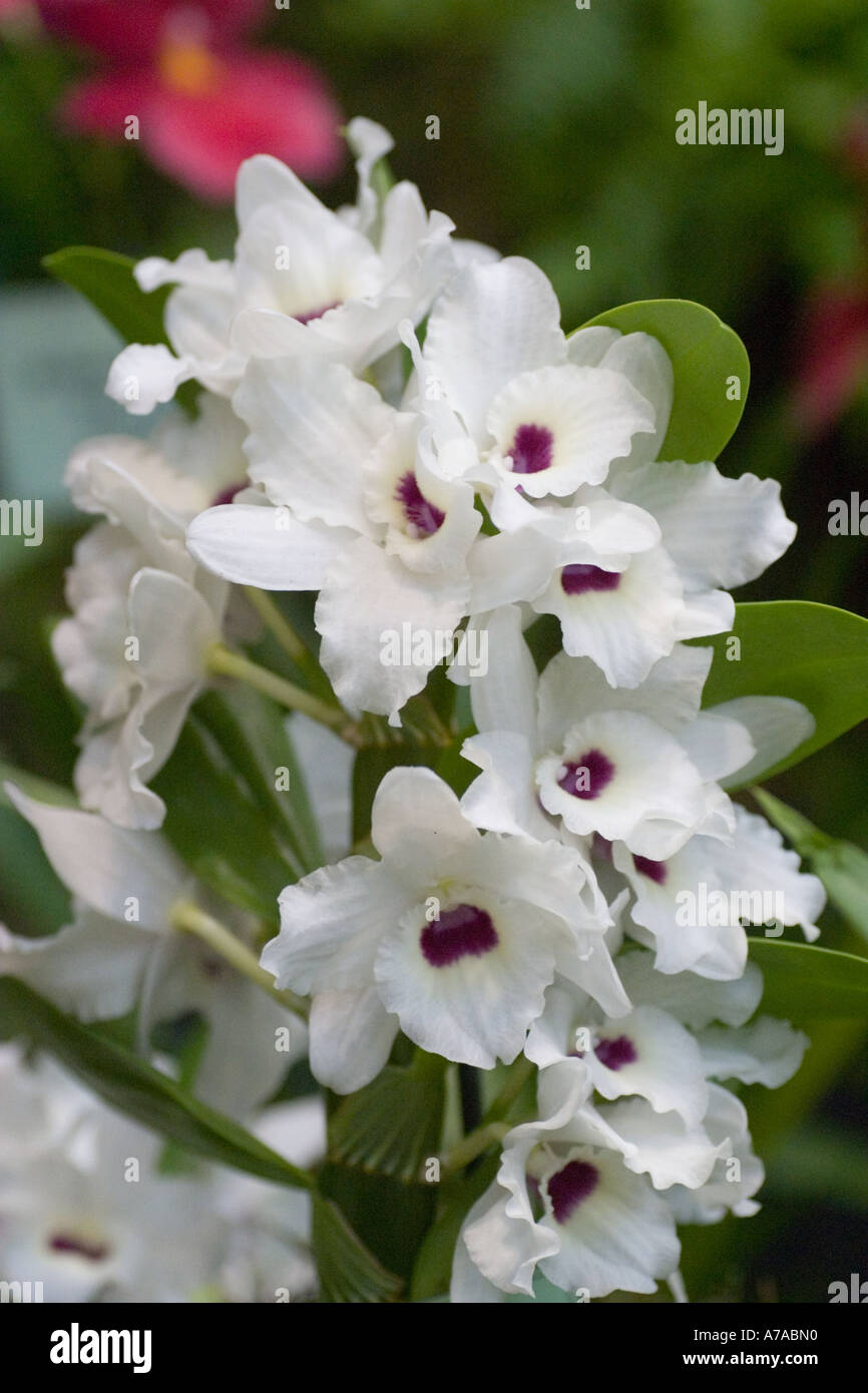Orchid Dendrobium Tancho "Princess Stock Photo - Alamy
