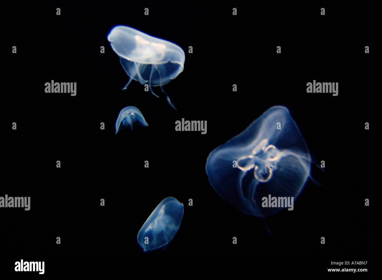 Moon Jelly Common Jellyfish Stock Photo - Alamy