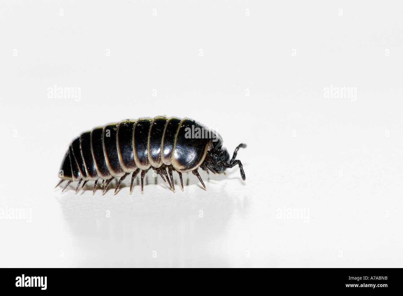 Walking millipede hi-res stock photography and images - Alamy