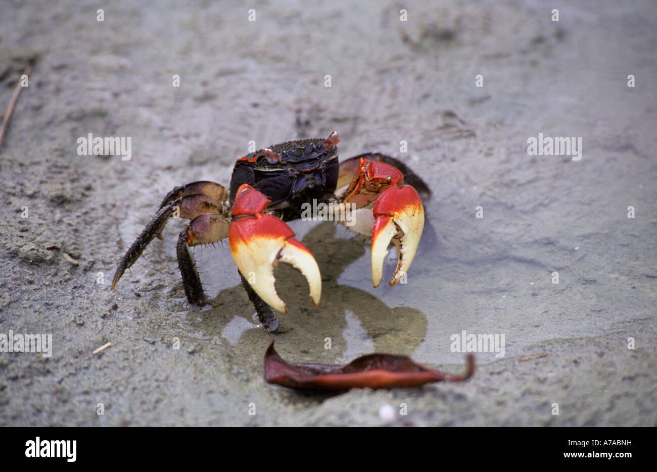 Large sesarmid crab in mangrove swamp Umngazana River estuary Transkei ...
