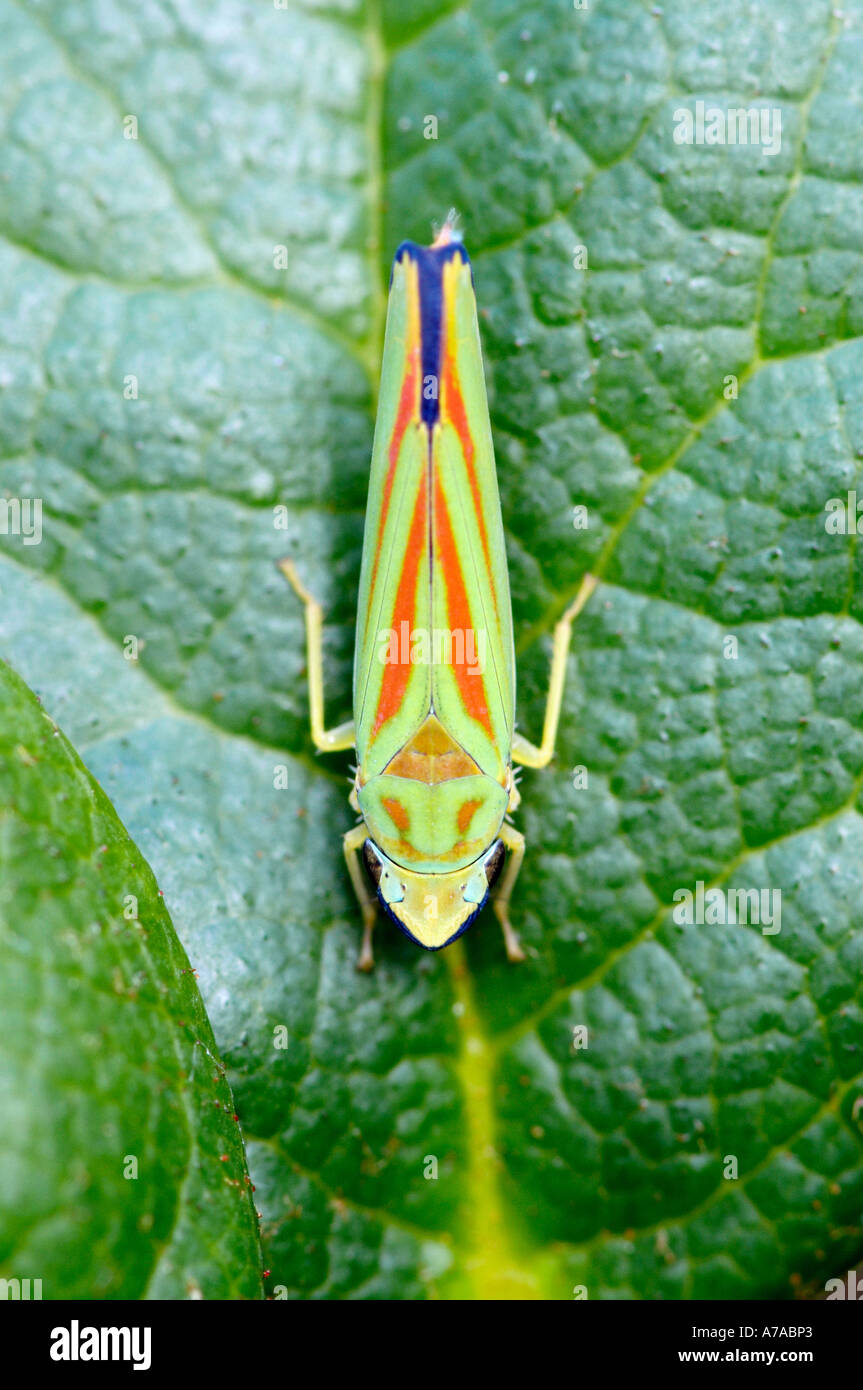 Cicada europe hi-res stock photography and images - Alamy