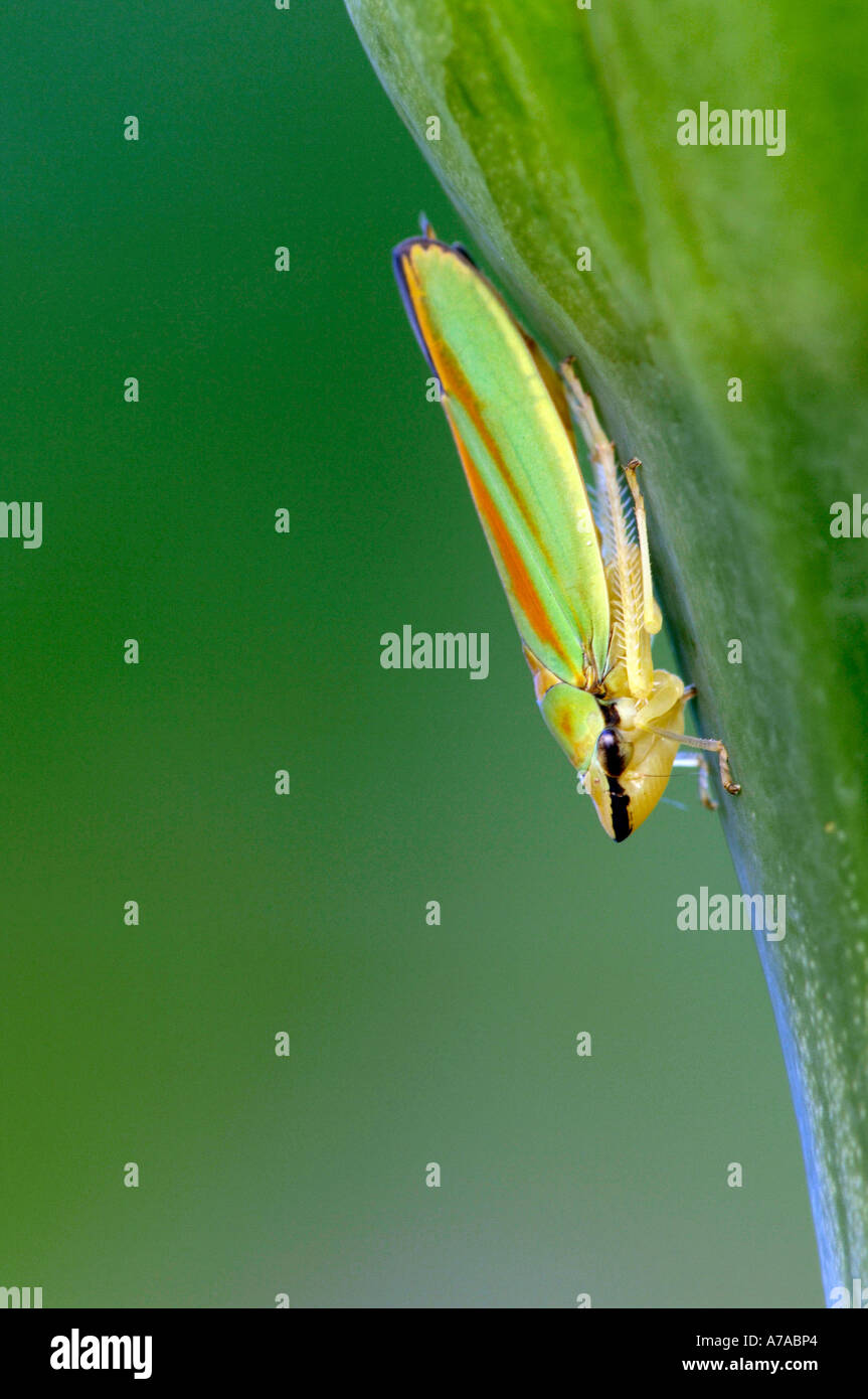 The cicada hi-res stock photography and images - Alamy