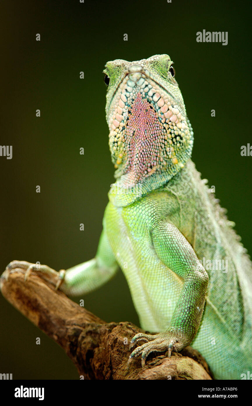 Green Water Dragon Stock Photo - Alamy