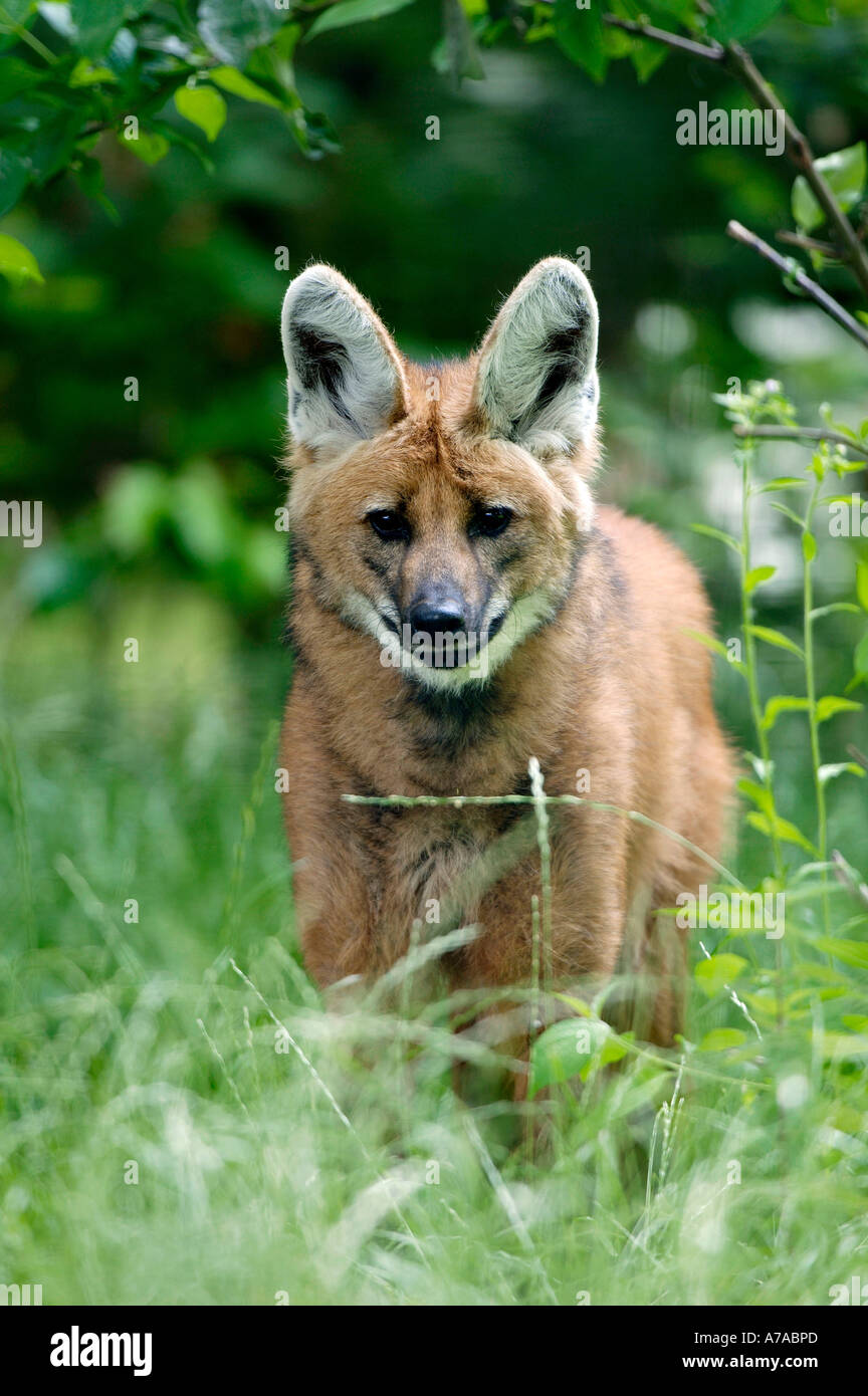 Maned wolf chrysocyon brachyurus front hi-res stock photography and ...