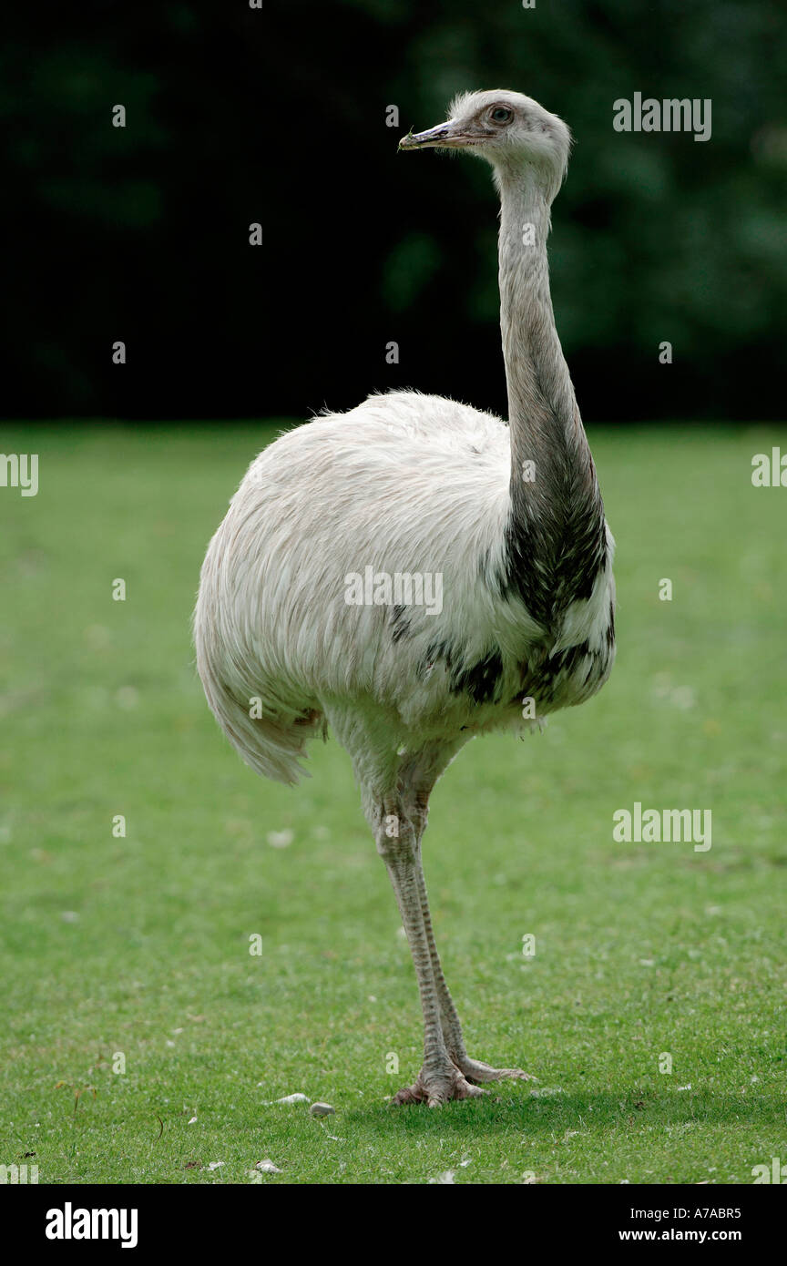 American rhea hi-res stock photography and images - Alamy