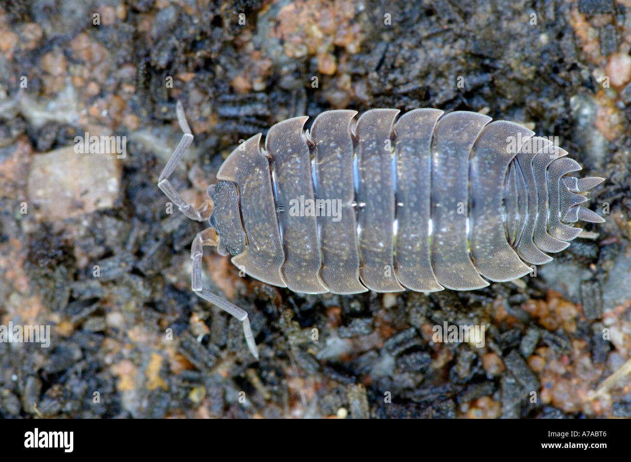 Common Rough Woodlouse Stock Photo - Alamy