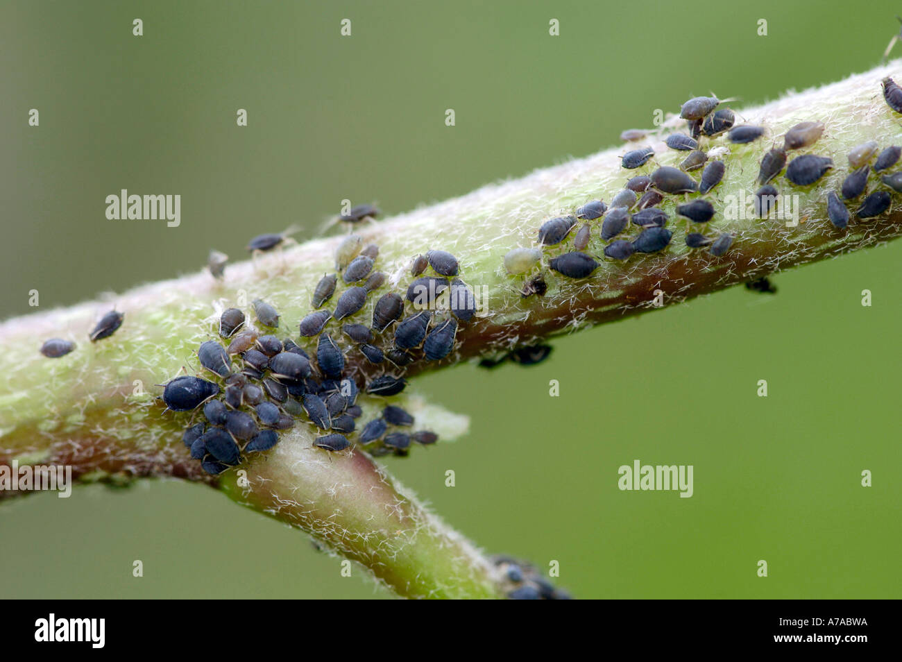 Aphid group hi-res stock photography and images - Alamy
