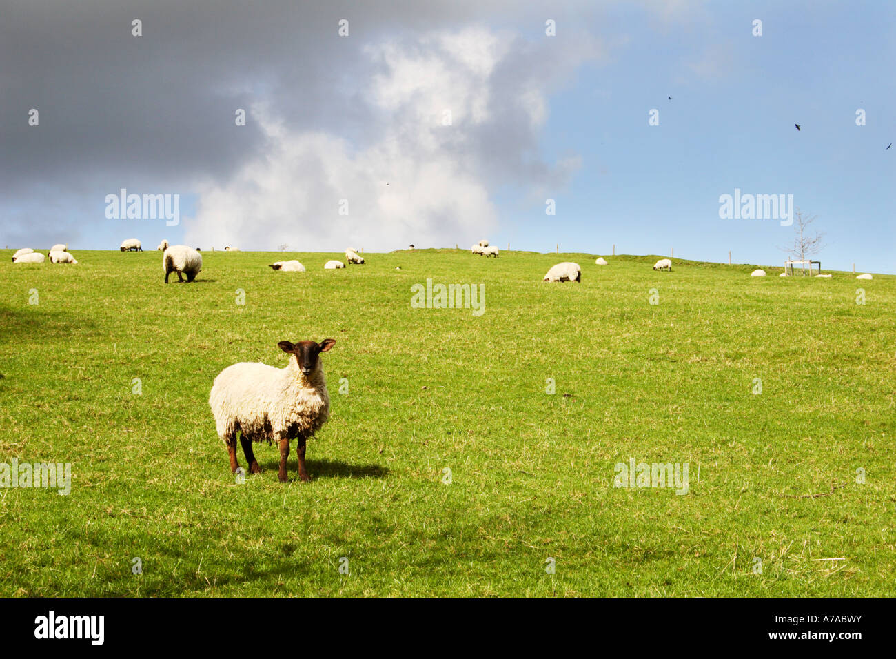 Sheep in field hi-res stock photography and images - Alamy