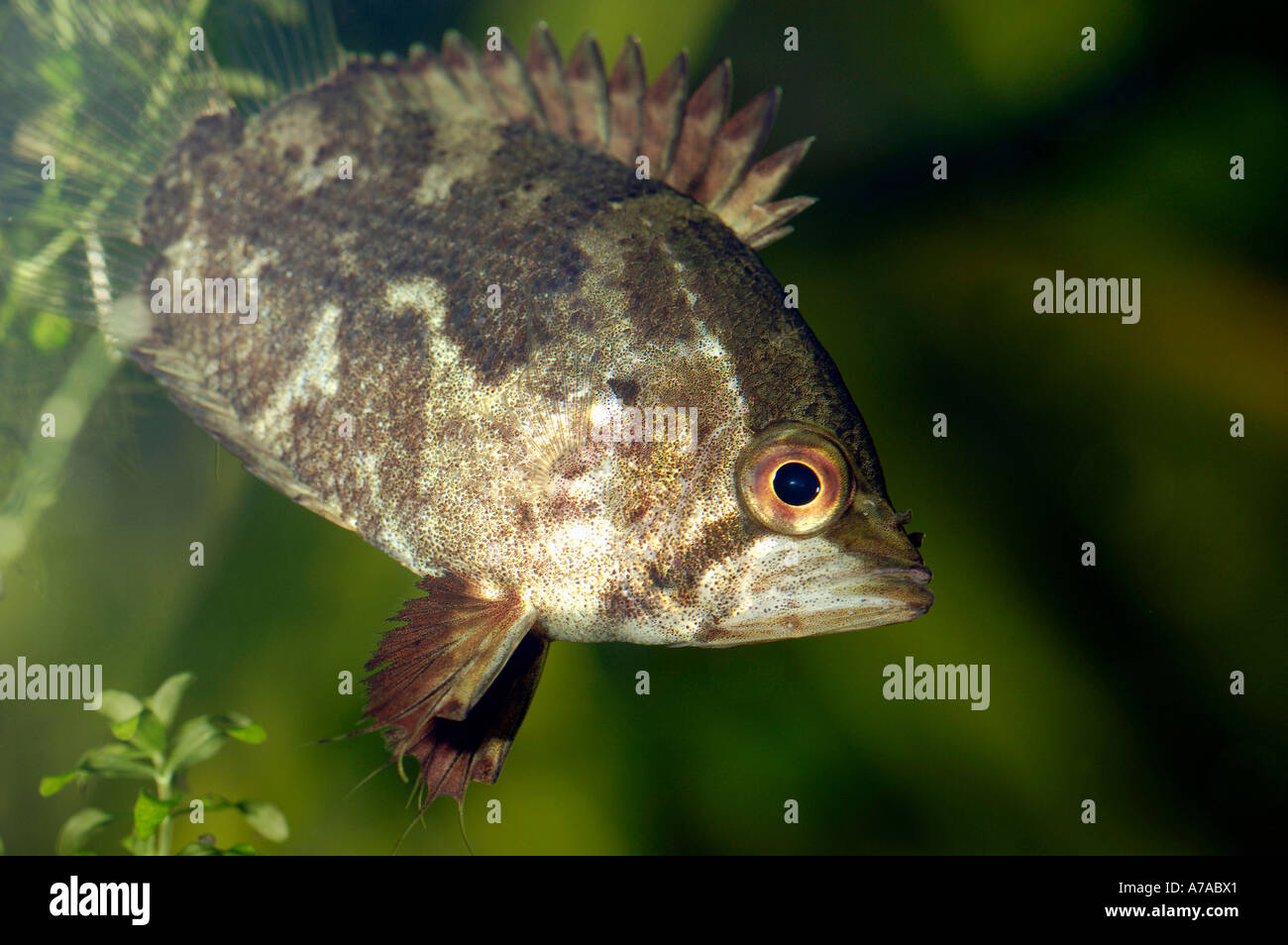 Leaffish hi-res stock photography and images - Alamy