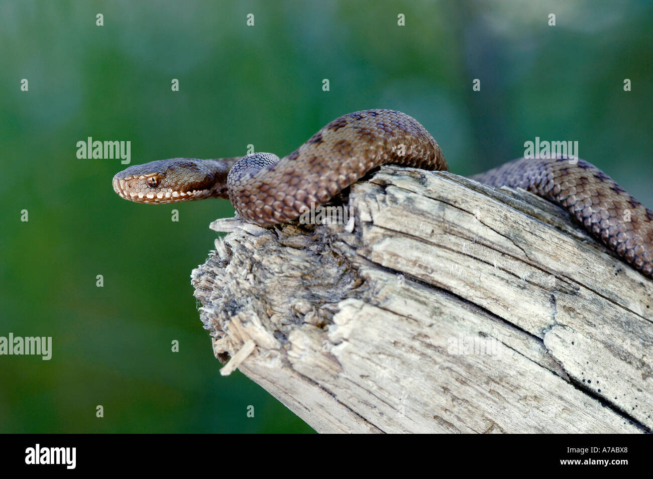 Adder common viper hi-res stock photography and images - Alamy