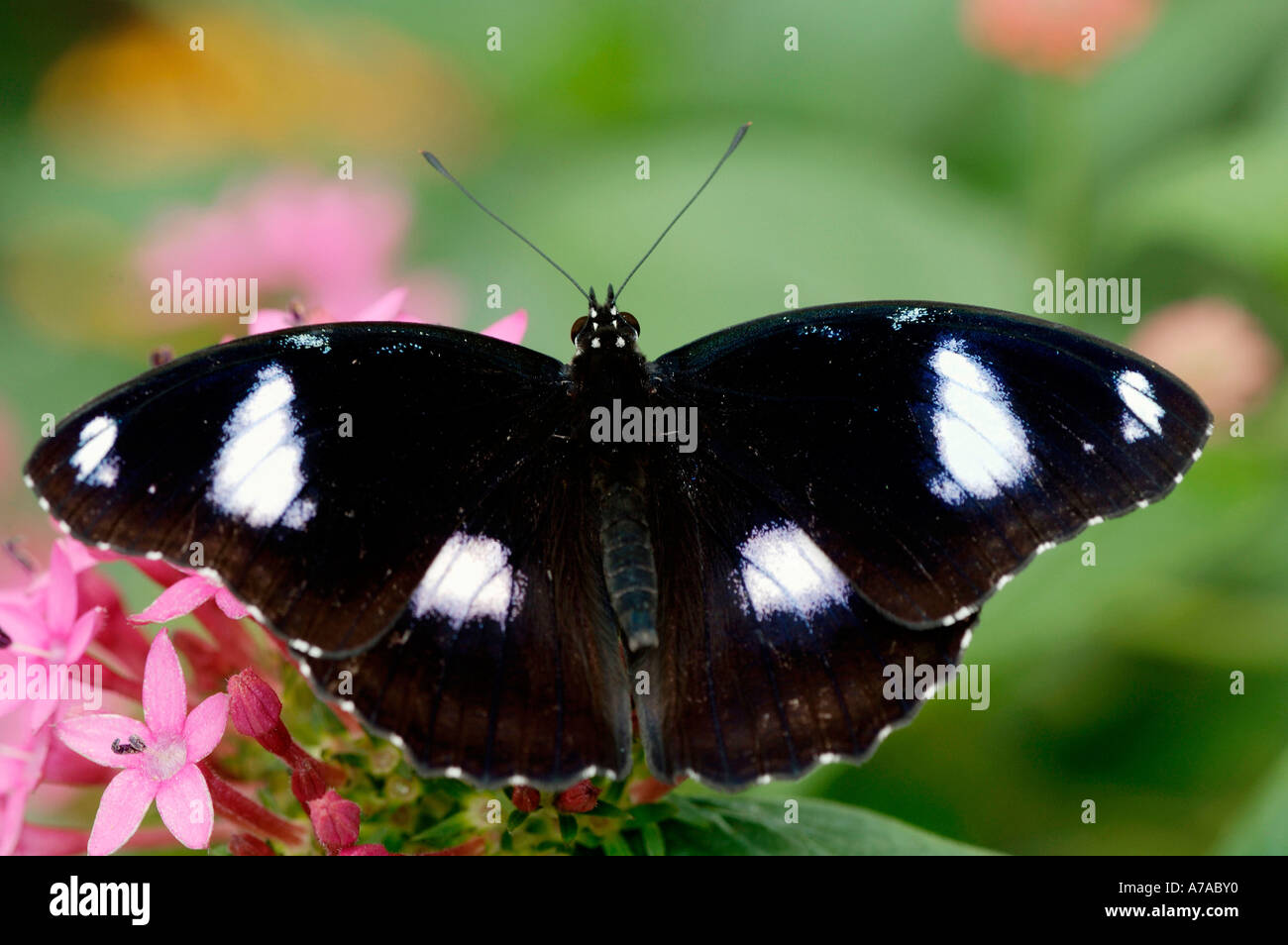 Danaid eggfly butterfly hi-res stock photography and images - Alamy