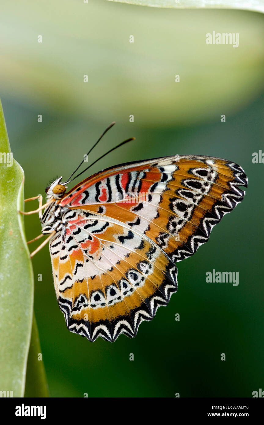 Red lacewing butterflies hi-res stock photography and images - Alamy