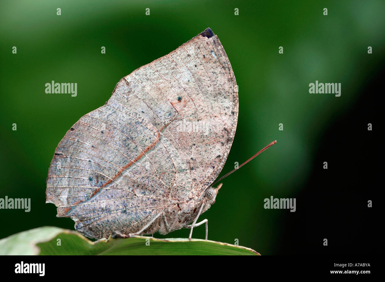 Dead Leaf Butterfly Stock Photo - Alamy