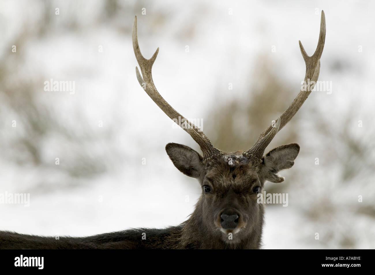 Young red deer Stock Photo - Alamy