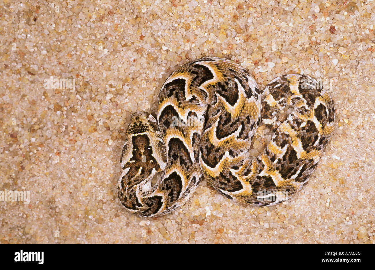 Young puff adder on sand Buffelshoek Private Game Reserve Mpumalanga ...